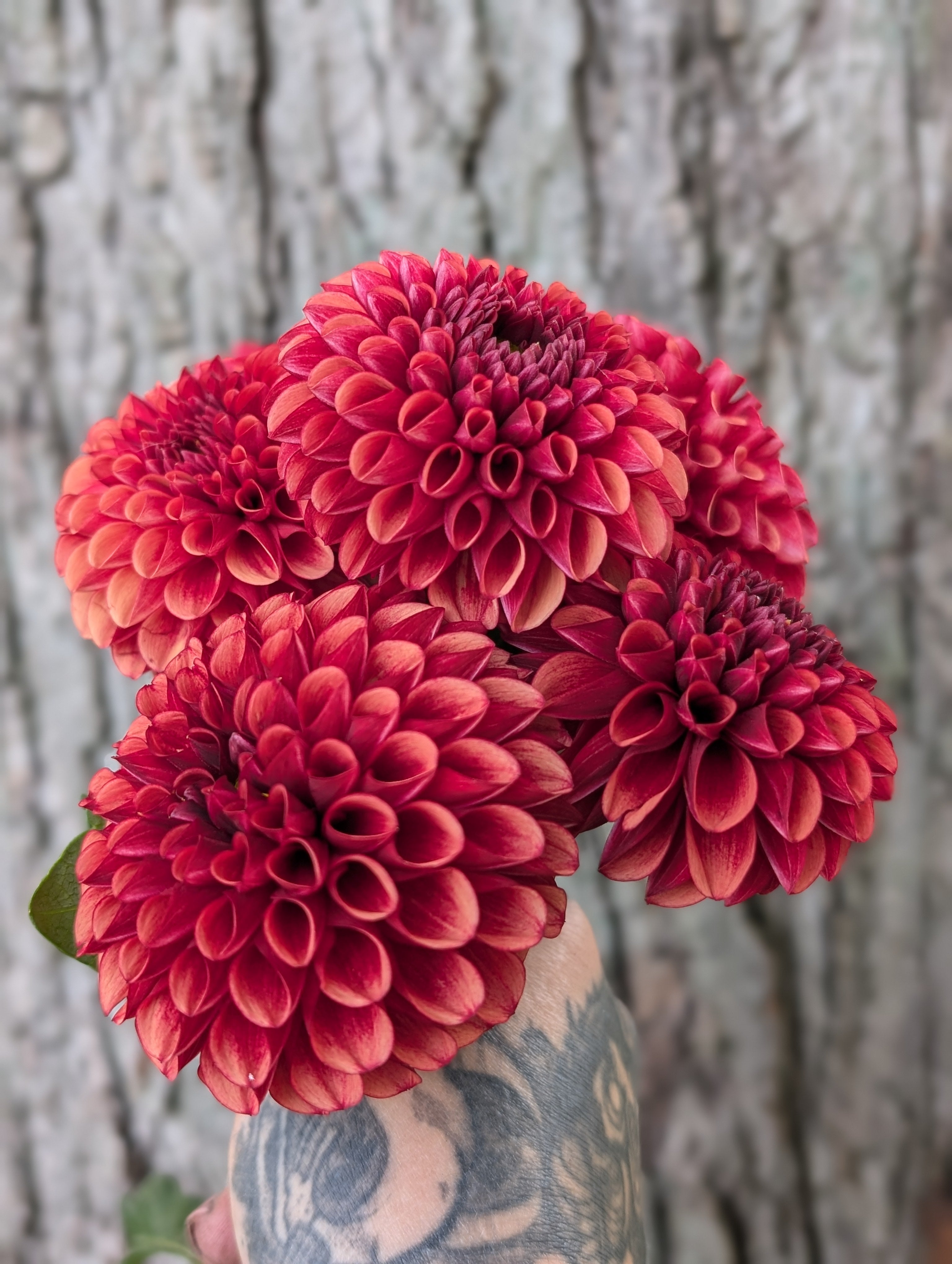 Copper Boy – pale & peach